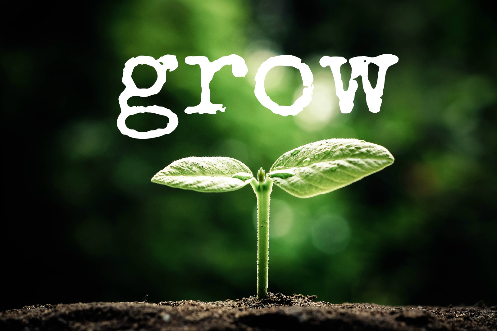 2017: Grow